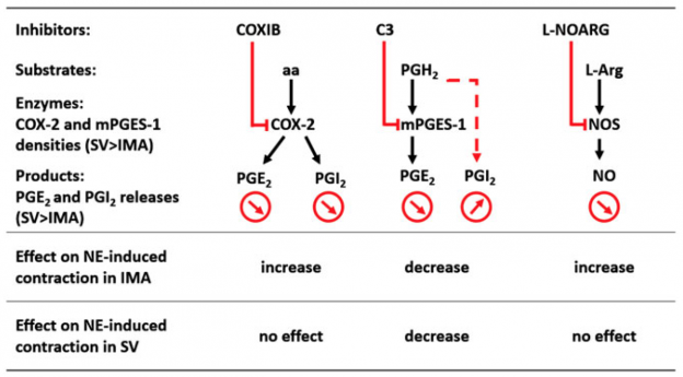Inhibition of microsomal PGE synthase-1 reduces human vascular tone by ...