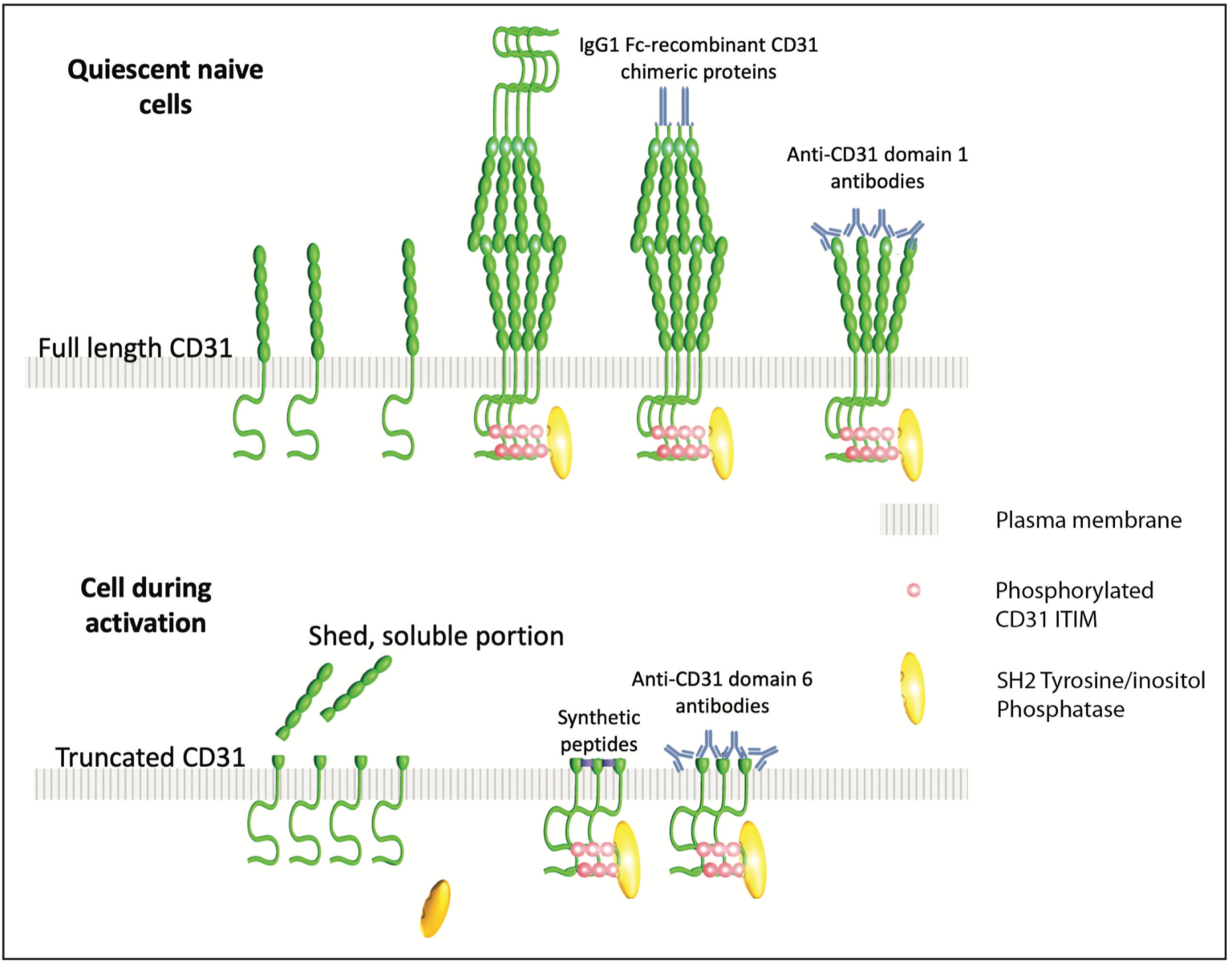 CD31 as a Therapeutic Target in Atherosclerosis – LVTS UMRS1148 INSERM ...