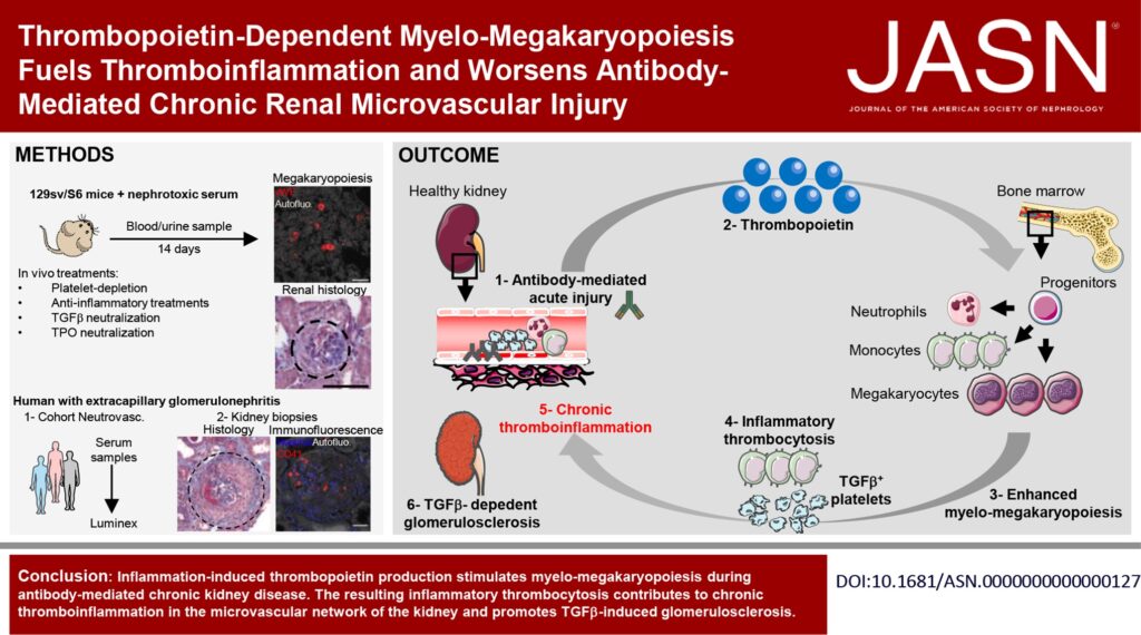 Myelo-Megakaryopoiesis Fuels Thromboinflammation in Chronic Renal ...